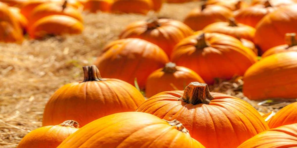 National Pumpkin Day 2025: Date, History, Celebration National Day Review